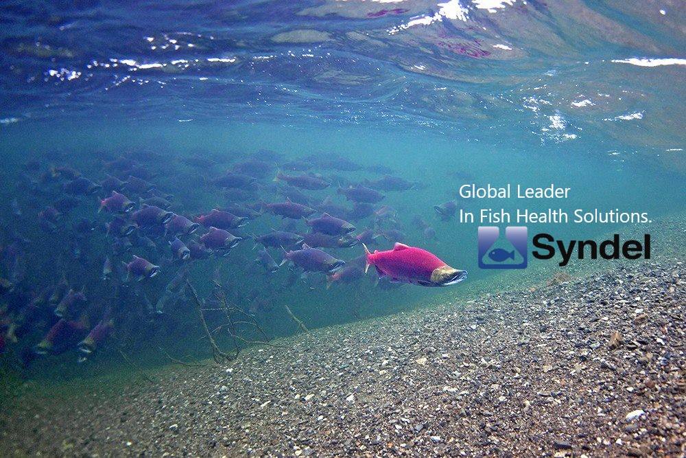 Syndel’s key fish anesthetic has a new name - Syncaine - United States ...